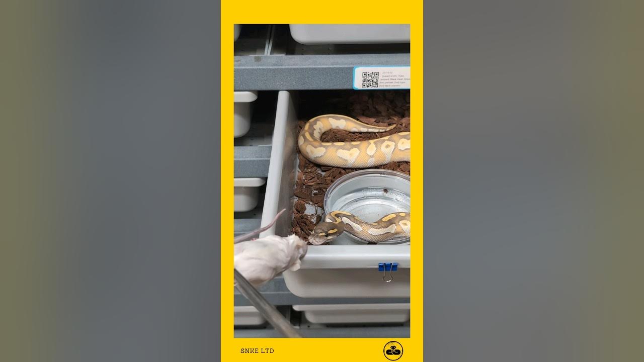 🐍 wait till the end! On second thought, maybe I am hungry! hypo combo ...