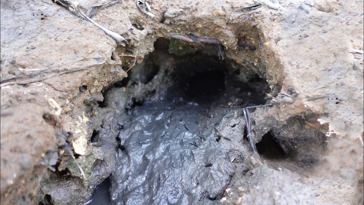 Fishing Season Mud Crabs - I Found Big Mud Crab Holes near The Sea ...
