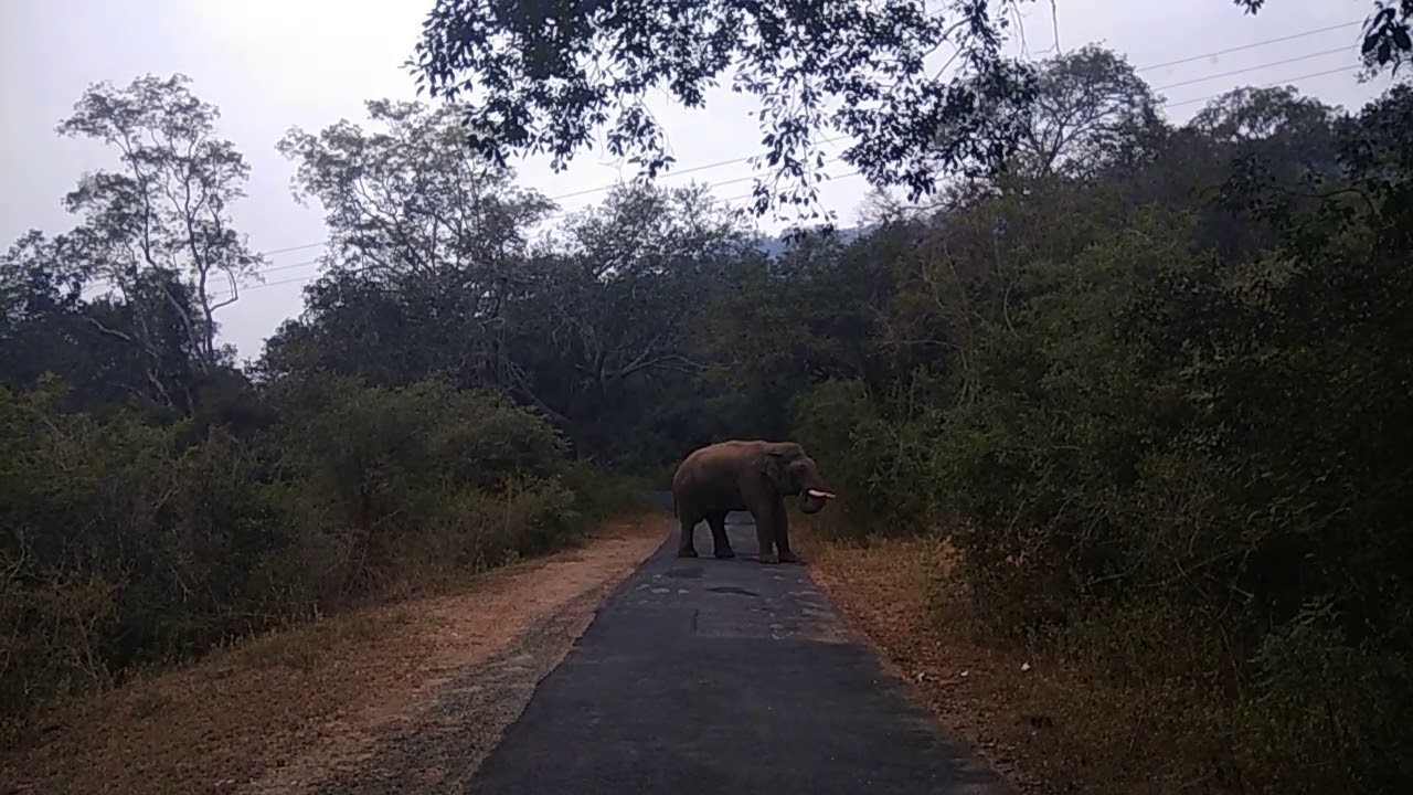 Elephant block the bus .... In pillur dam - YouTube