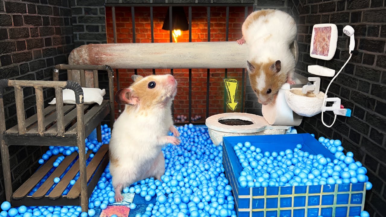 🐹 Hamster escapes the imaginative pet maze in a real life adventure 🐹 ...