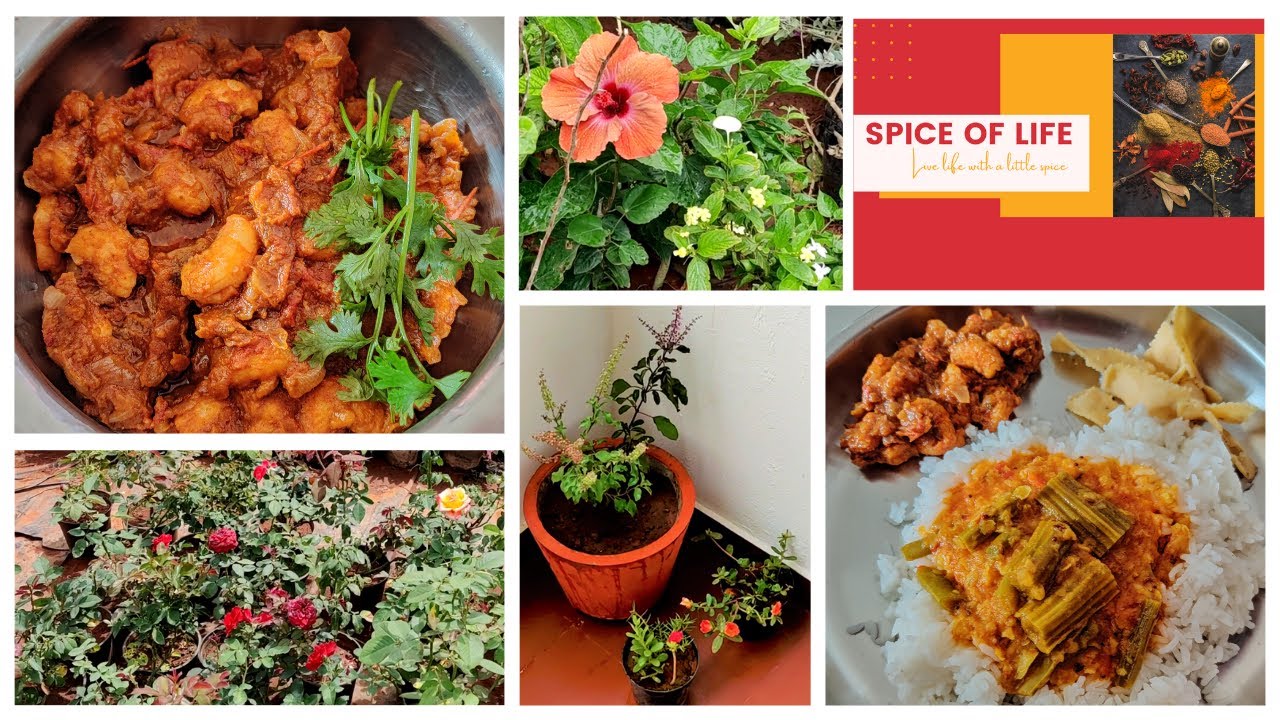 Prawn Masala | Simple Drumstick Sambar | Plant Nursery in Mysore | Day ...