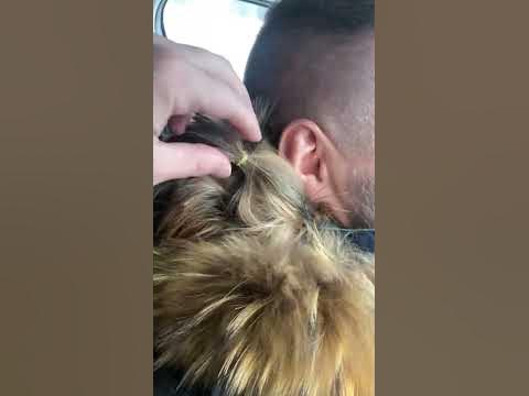 Собаку на воротник - YouTube
