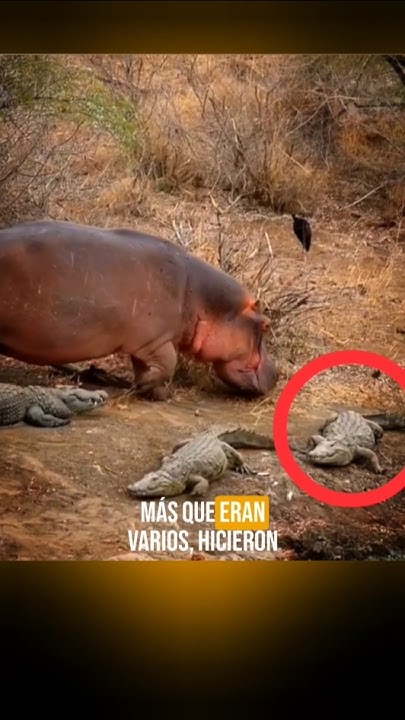 Hipopótamo VS Cocodrilos: El Rey del Río Demuestra Quién Manda #animales #animalessalvajes # ...