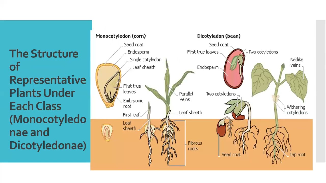 Division Angiospermophyta | Features Of Angiosperms | Classes Of ...
