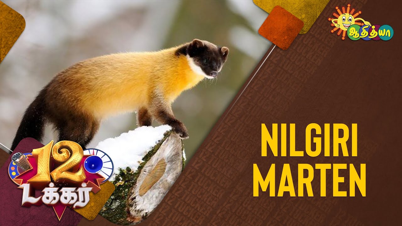 Nilgiri Marten - Intha animal pure Non-vegetarian | 12 Tucker | Adithya ...