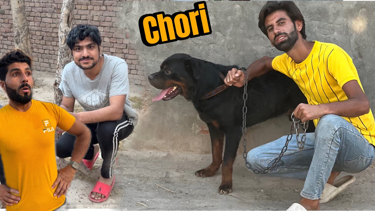 Samad Bhi Ka Rottweiler Dog Chori kr Liya 😱 Lakin💔 - YouTube