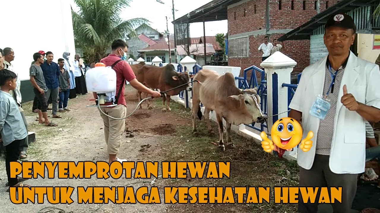 Pemeriksaan Antemortem dan Postmortem Hewan Qurban - YouTube
