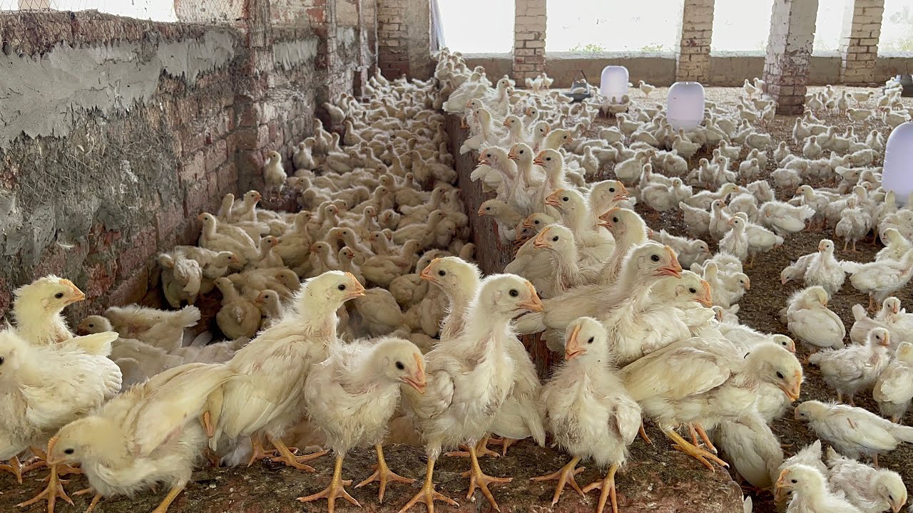 Poultry Farming in Pakistan | poultry farming egg production | poultry ...