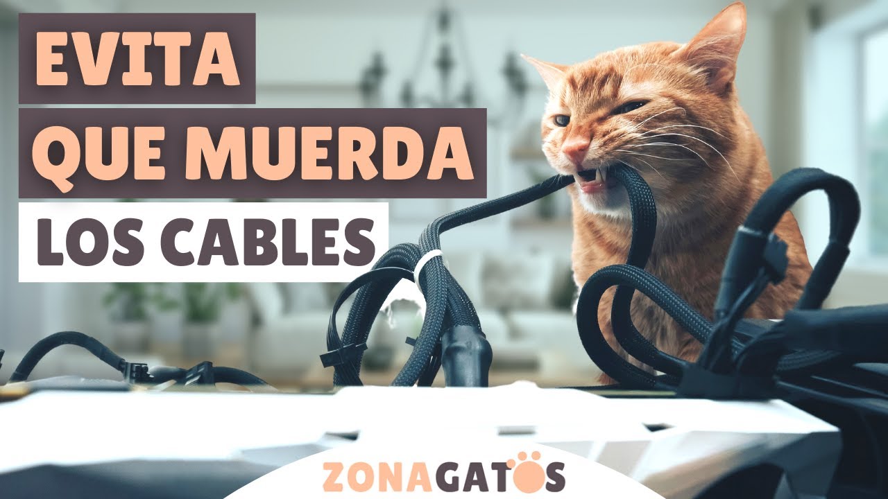 9 consejos para EVITAR que tu gato MUERDA LOS CABLES - YouTube