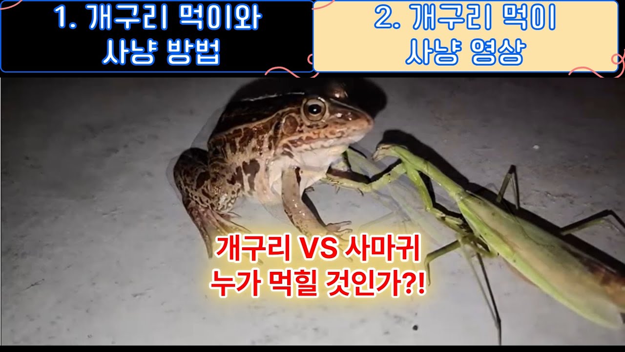 개구리의 사냥 Youtube