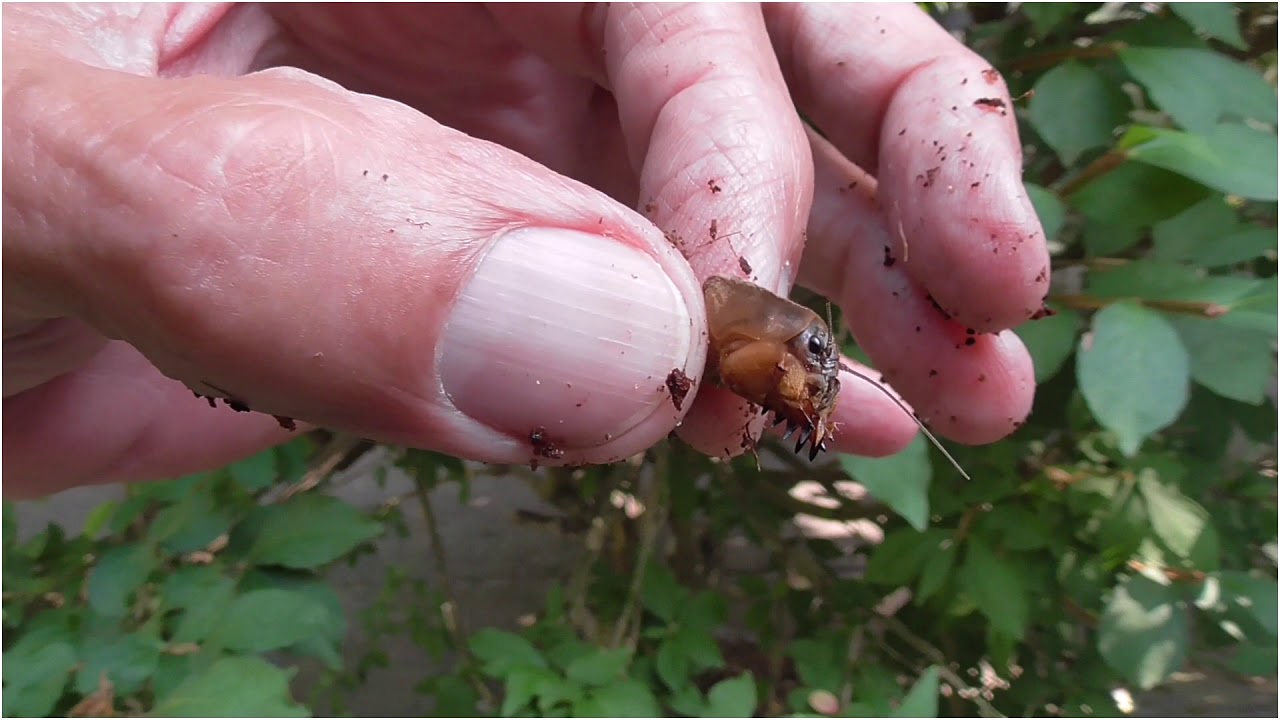 Michigan Mole Cricket - YouTube