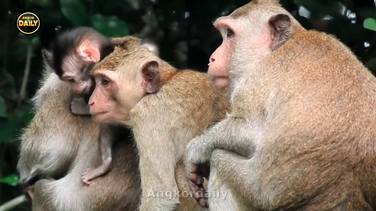 Wow Amazing today!! A lot of Monkeys are the Jungle/ Cute-fun Monkeys ...