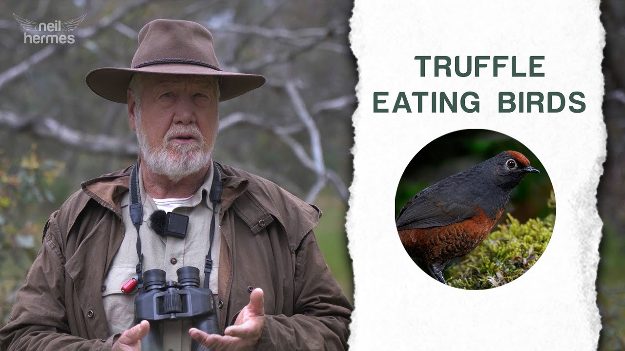 Did you know about truffle eating birds? - YouTube