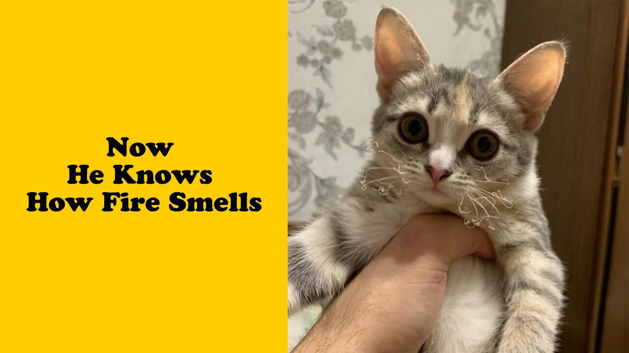 50 Unfortunate Animals Whose Day Didn’t Go Exactly As They Planned ...