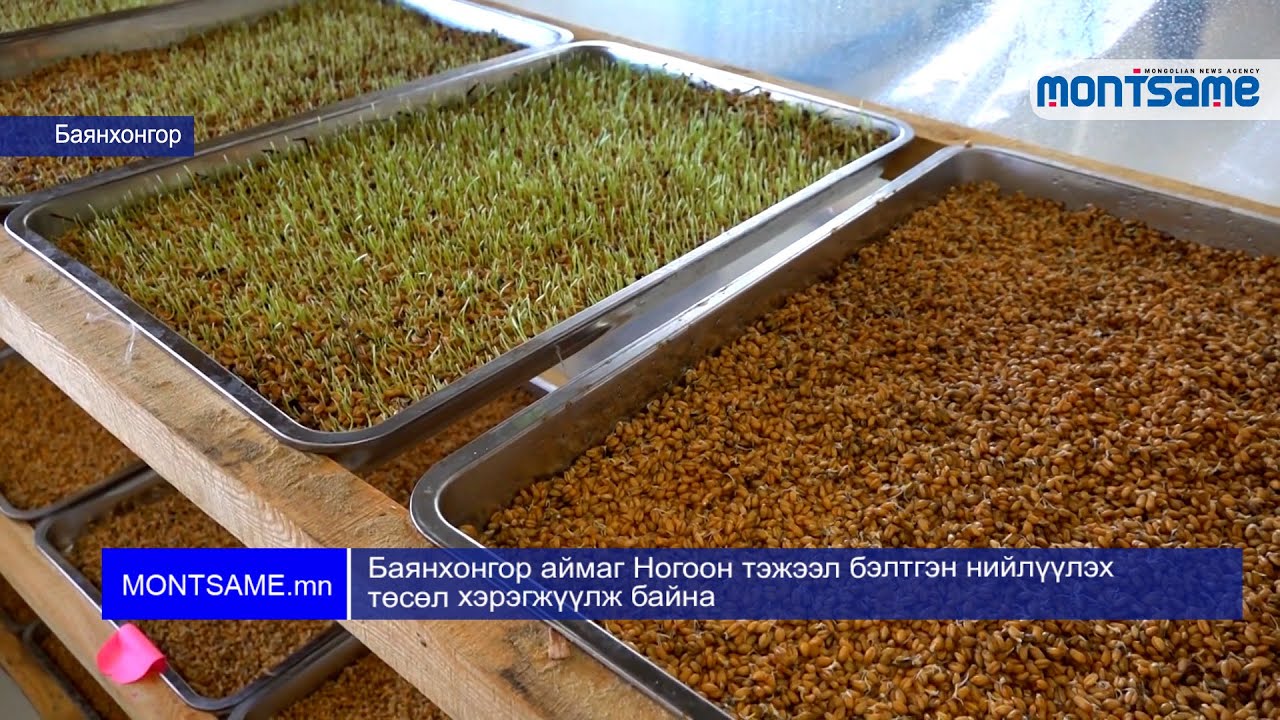 Баянхонгор аймаг ногоон тэжээл бэлтгэн нийлүүлэх төсөл хэрэгжүүлж байна