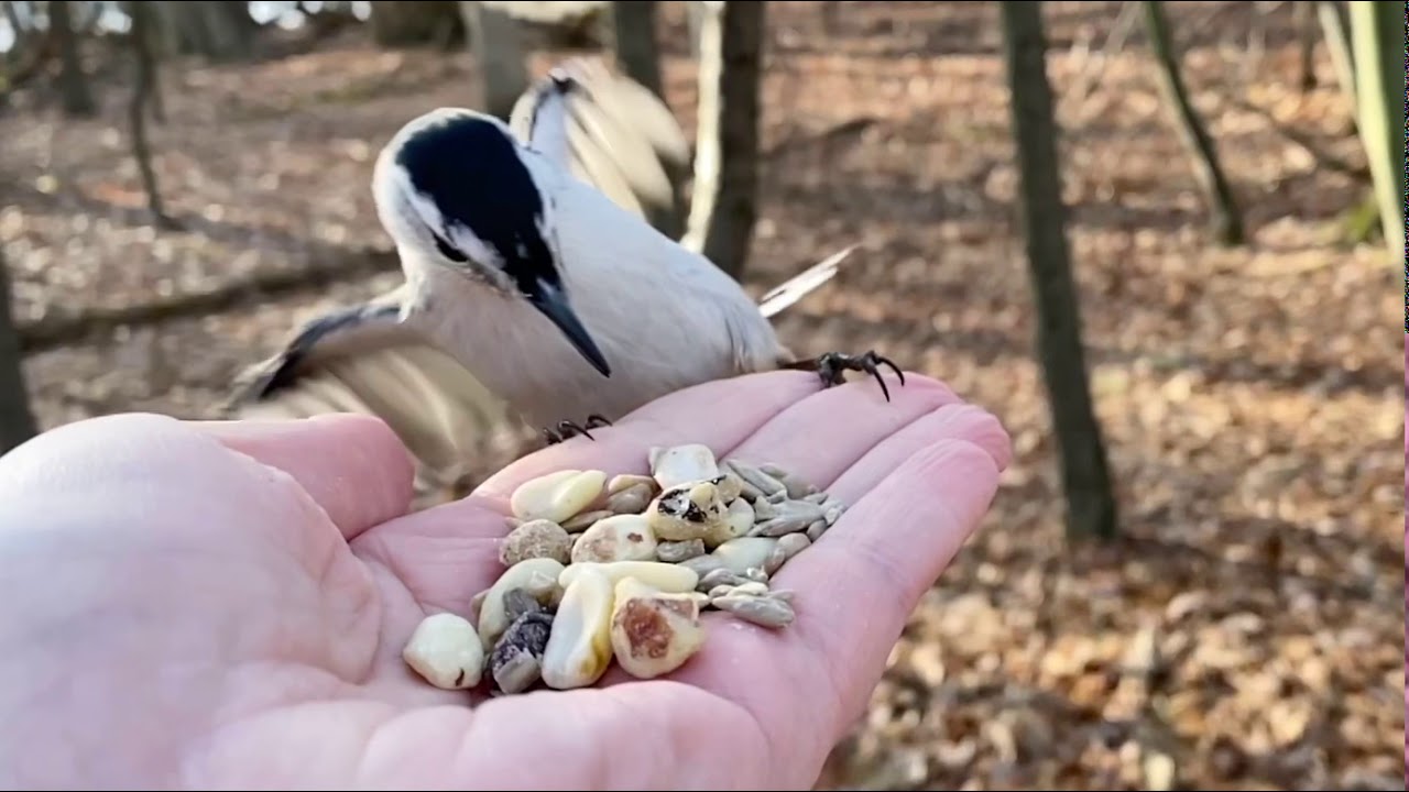 Hand-feeding Birds in Slow Mo - White-breasted Nuthatch, Tufted ...
