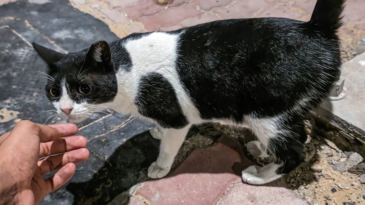 A Trusting Street Kitty! - YouTube