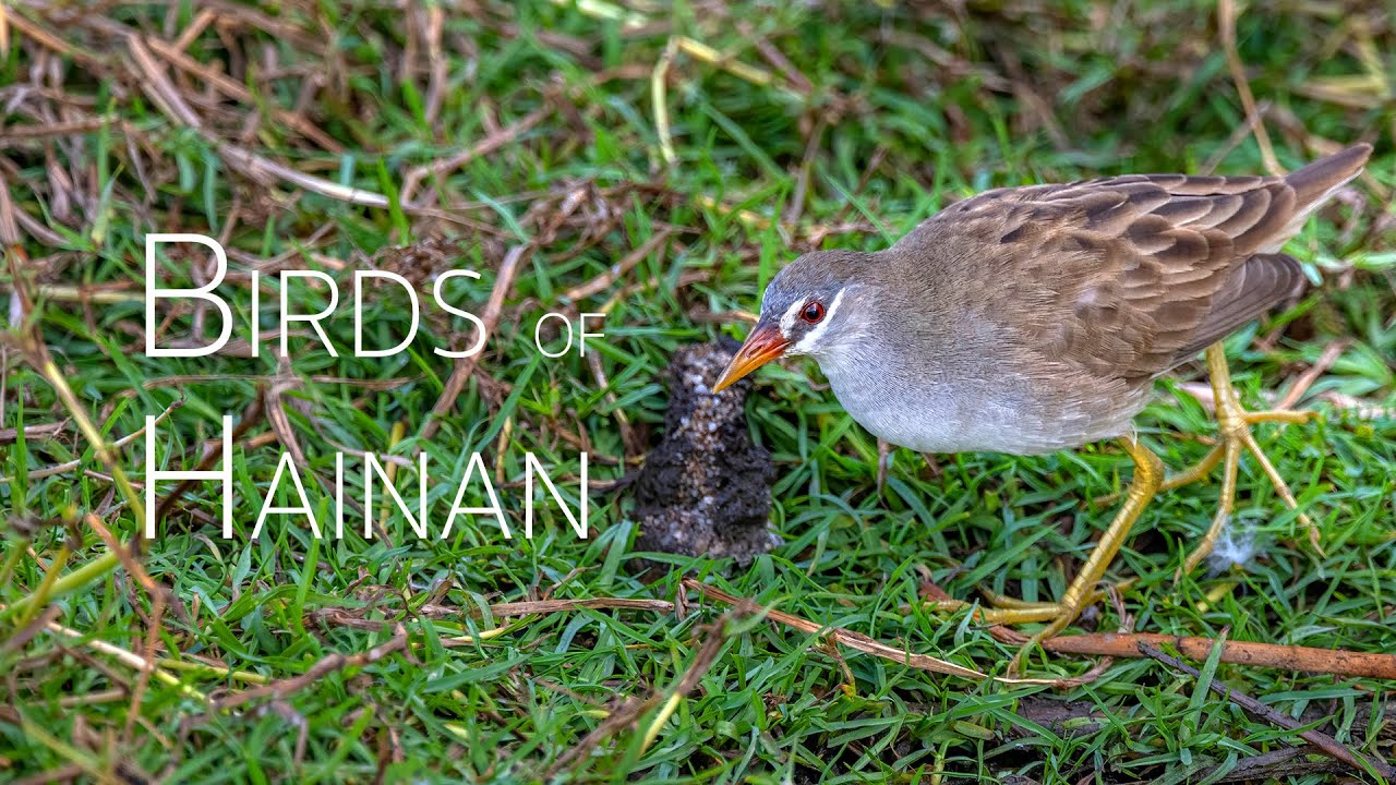 Birds of Hainan - Day 6. White-browed Crake | Birding in China 2022 ...