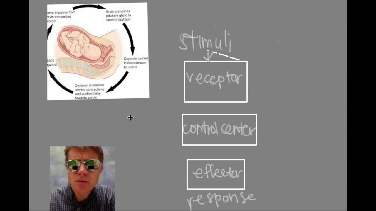 AP Biology Final Project - Feedback Systems - YouTube