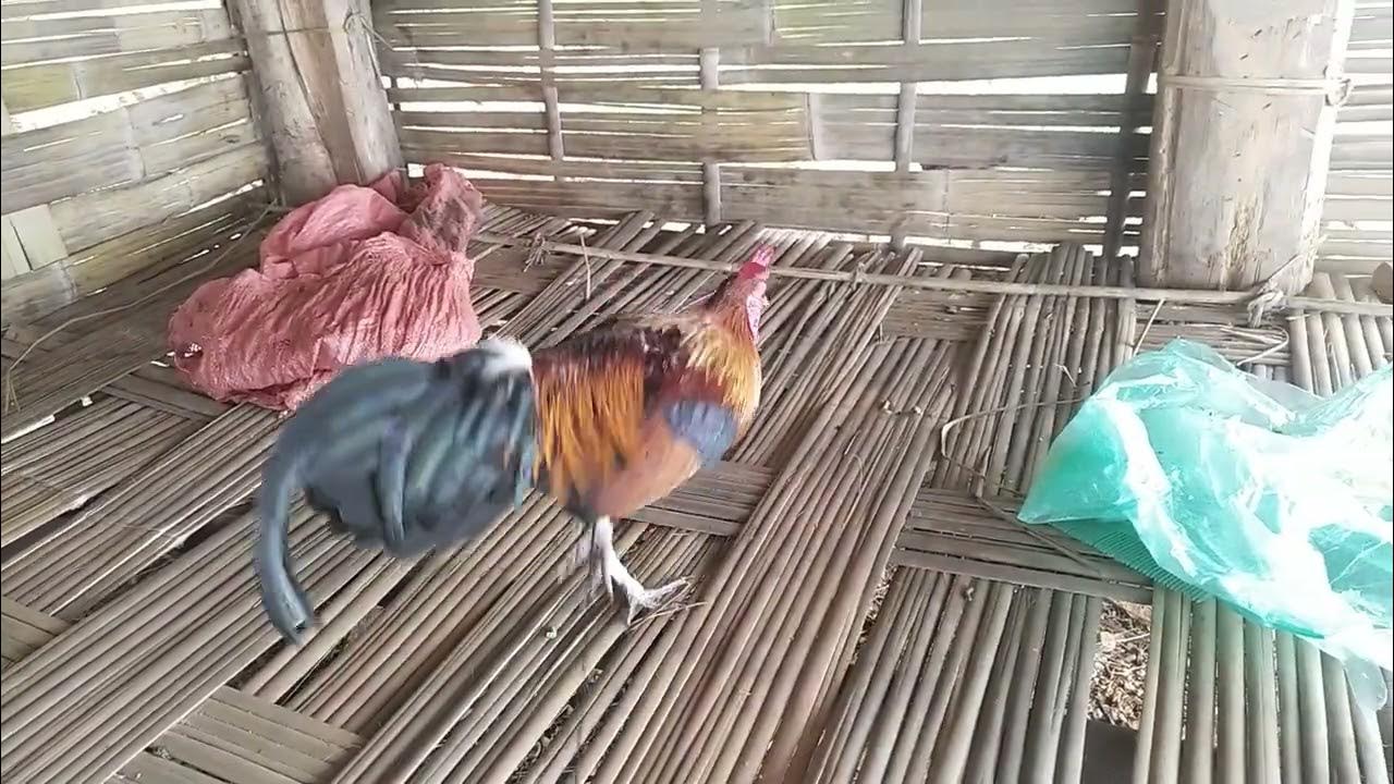 saib kuv tug qaib f2 nawb - YouTube