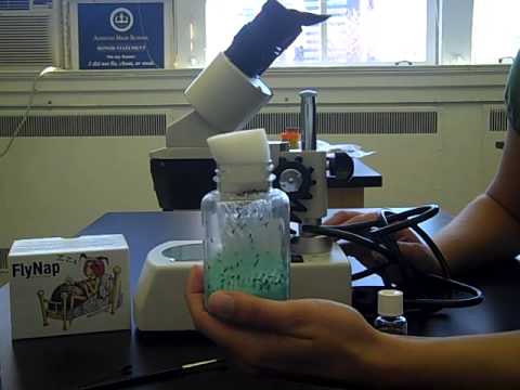 Drosophila Lab.mp4 - YouTube