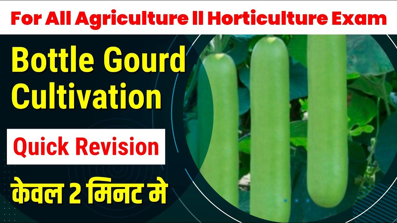 #Bottle_Gorud_Cultivation || लोकी की खेती || Farming With Updates ...