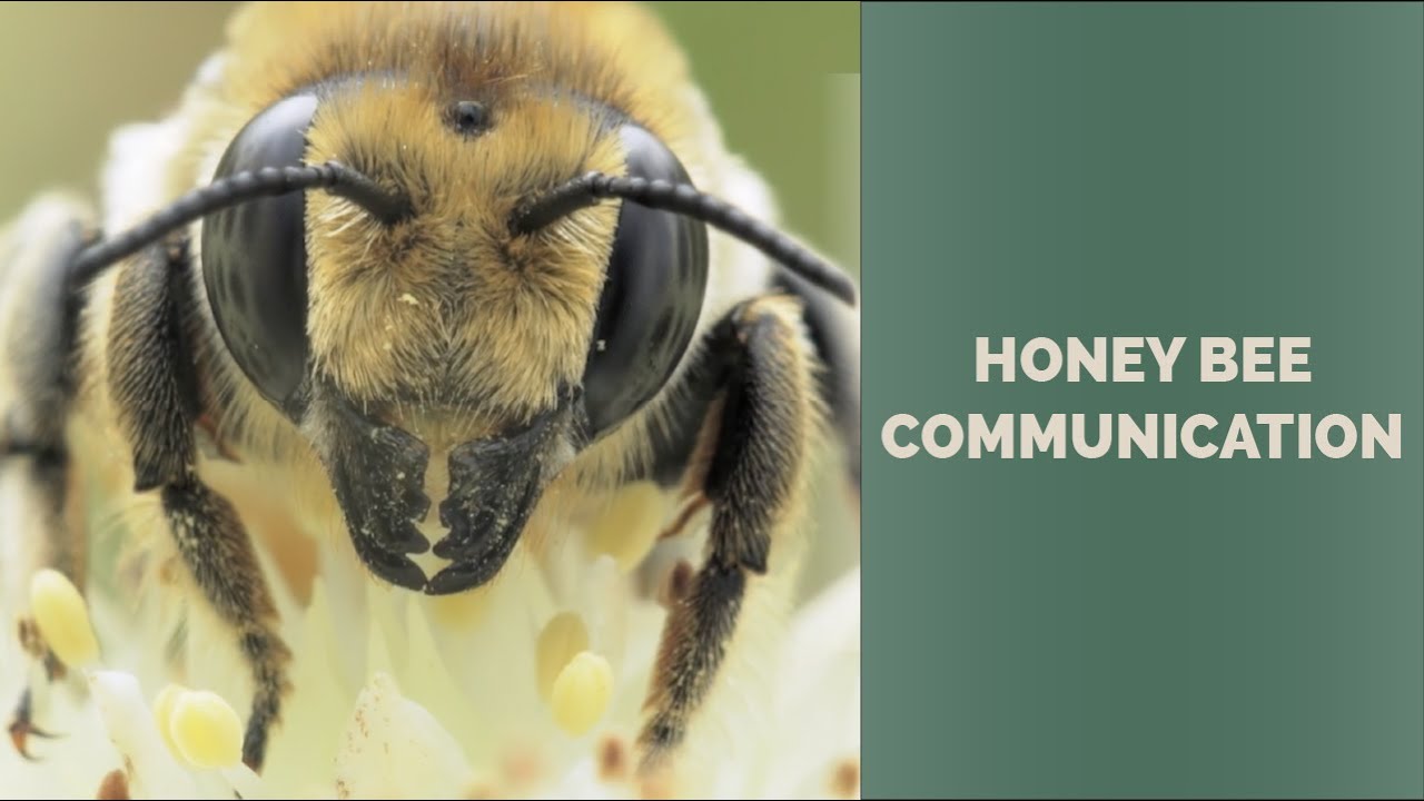 Honey Bee Communication - YouTube