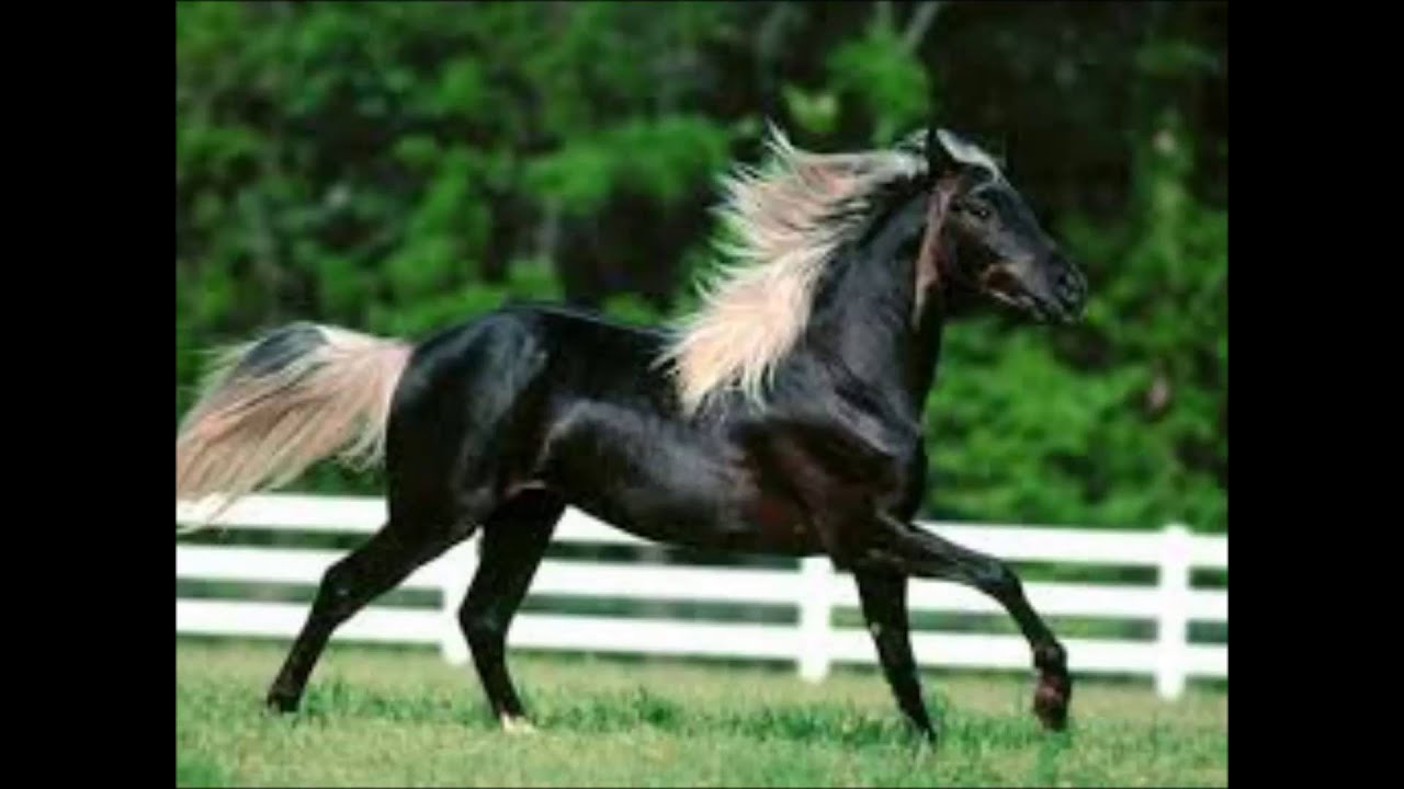 Chevaux trop chou !!! - YouTube
