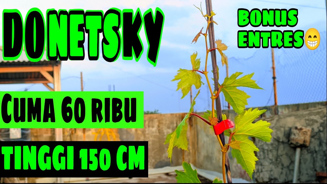 ANGGUR DONETSKY | Harga 60 Ribu Tinggi 150cm | RUGI DOOOONG ‼️🔥🍇 - YouTube
