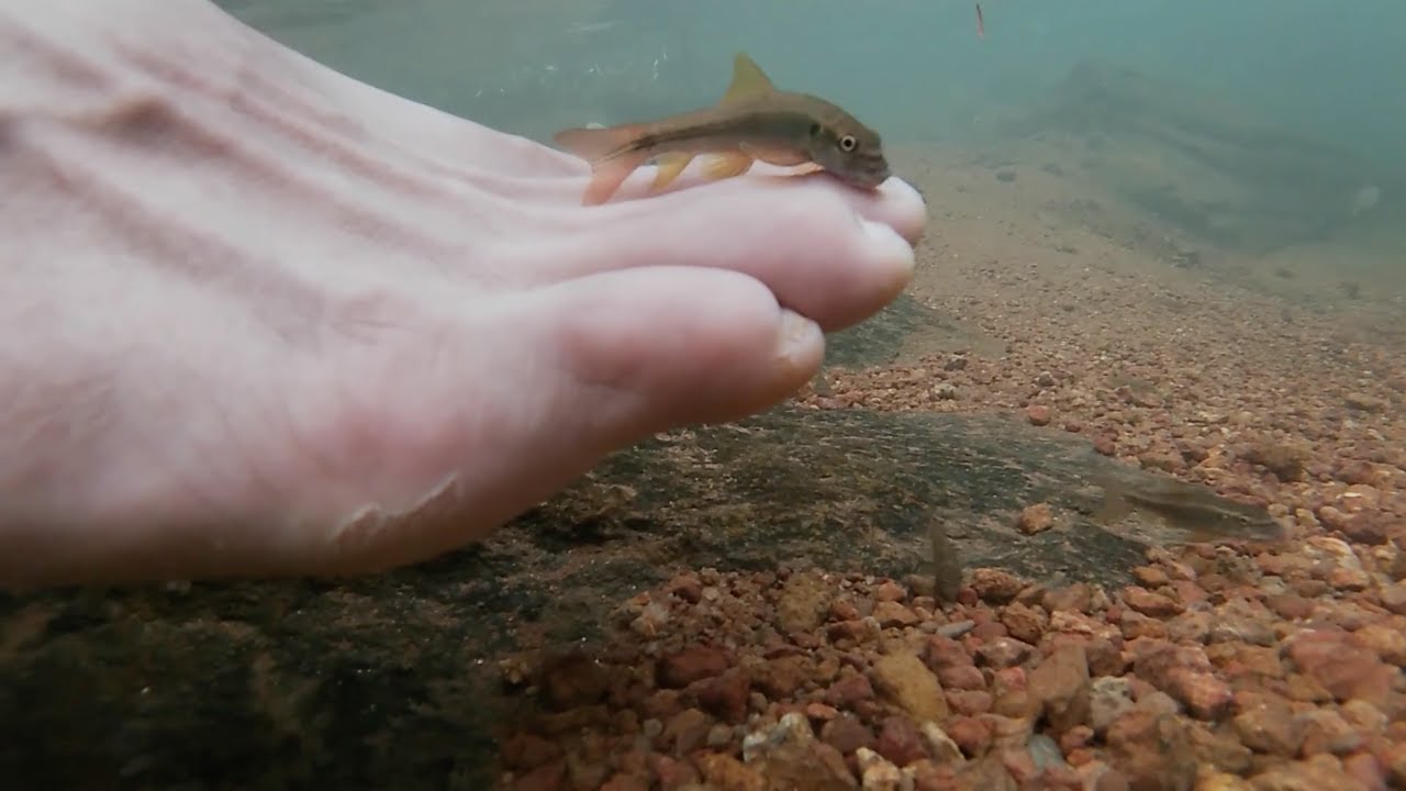 Garra mullya - the doctor fish of India? (turn [CC] on) - YouTube
