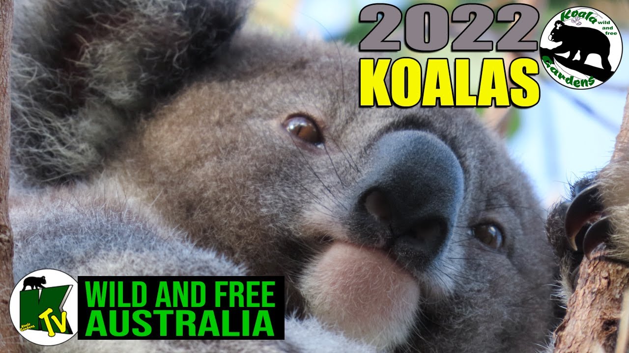 2022 koalas! - YouTube