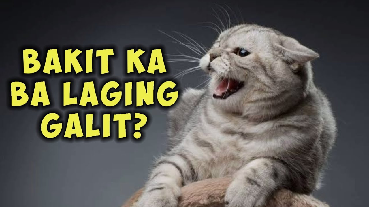 Bakit laging galit ang pusa mo? Mga dahilan at mga tips para maiwasan ...