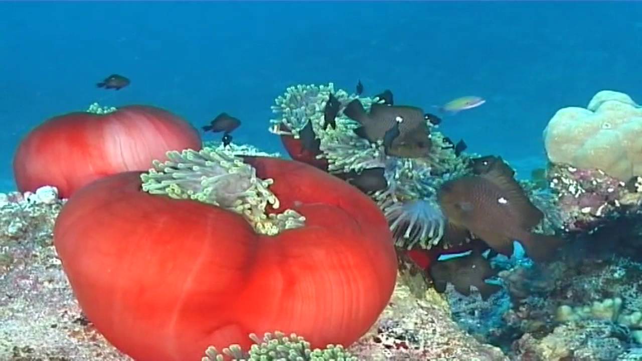 Underwater in The Red Sea ( Impressions ) - YouTube