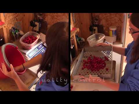 cherries test 9 15 17