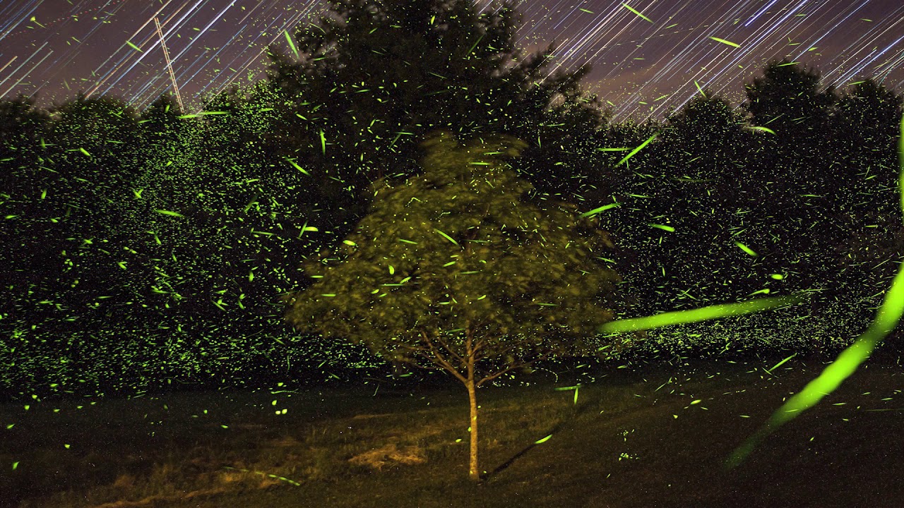 Time Lapse & Fireflies 2019 - YouTube