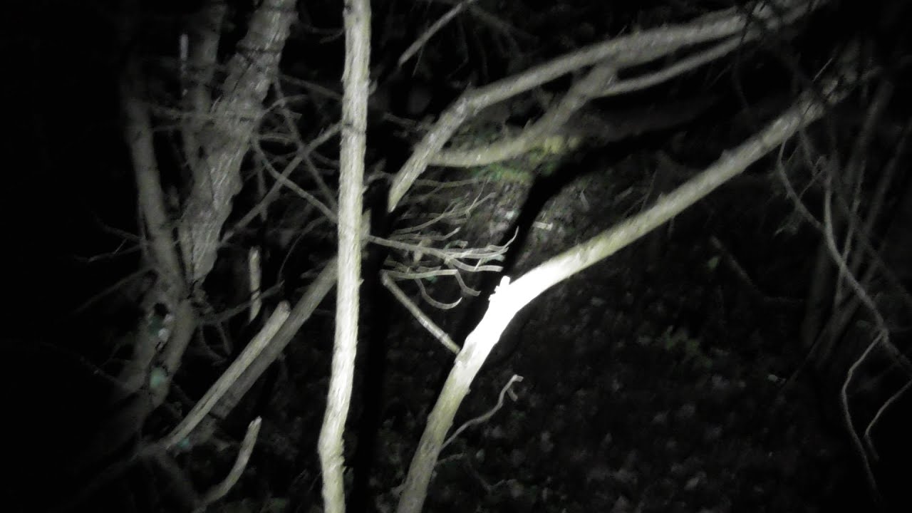 Walking Through A Forest At Night. - YouTube