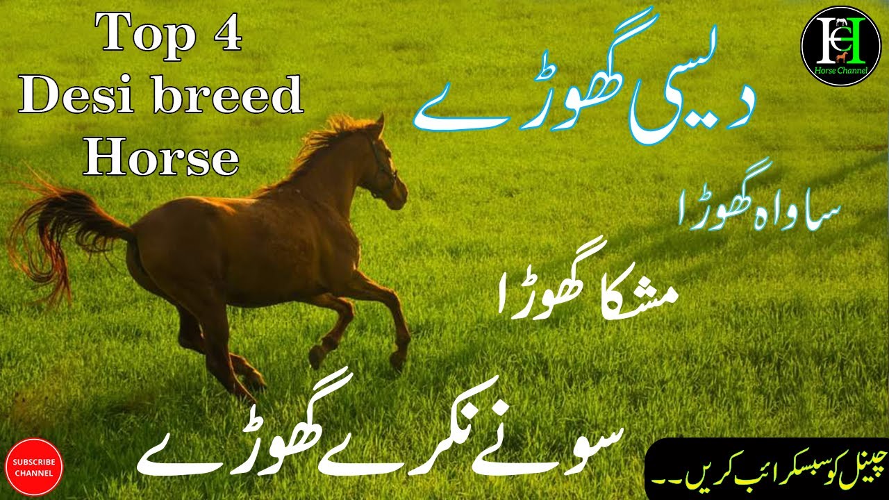 Top 4 Desi Breed Horses | White Beauty Horse | Black horse | Sawa ghora ...