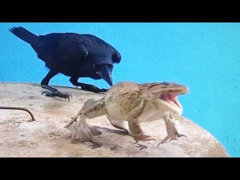Blacks Bird vs bullfrog screaming frog - YouTube