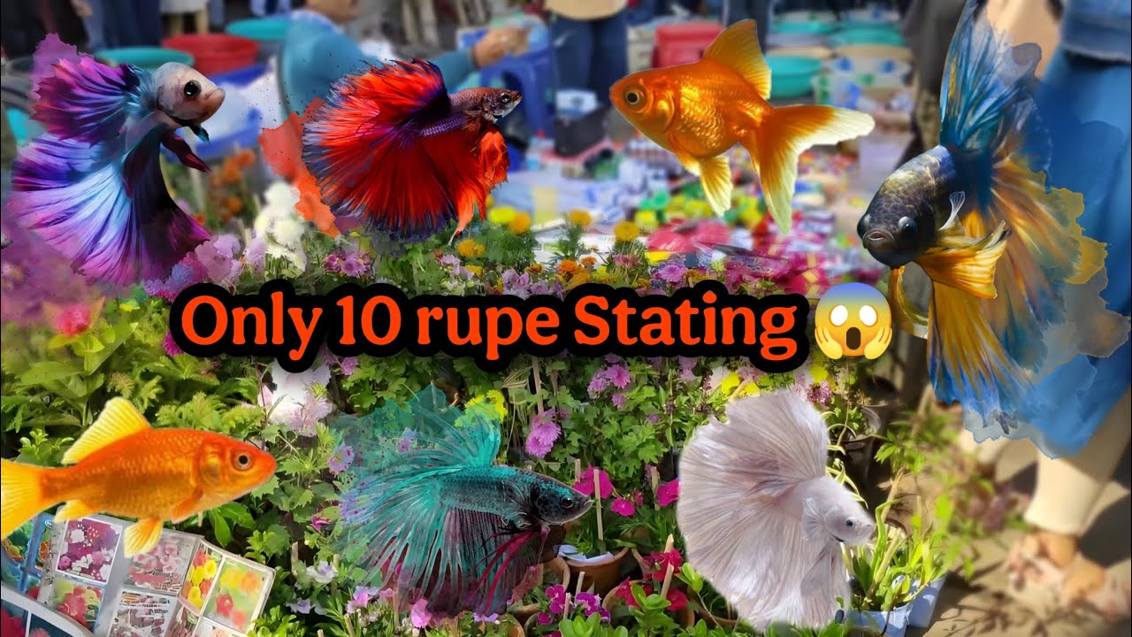 Kolkata Tala hat ! Kolkata Galiff street fish market 🐠 - YouTube