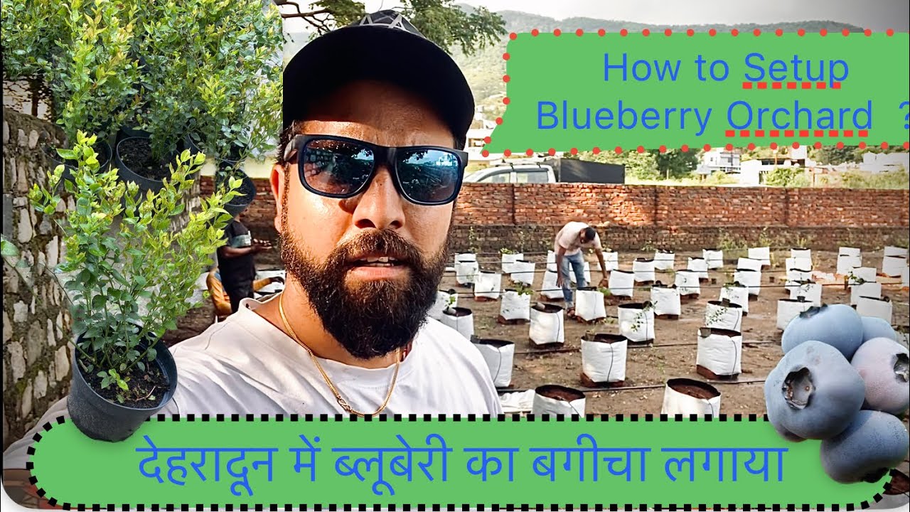 Blueberry plants setup at Dehradun| Blueberry Cultivation in India ...