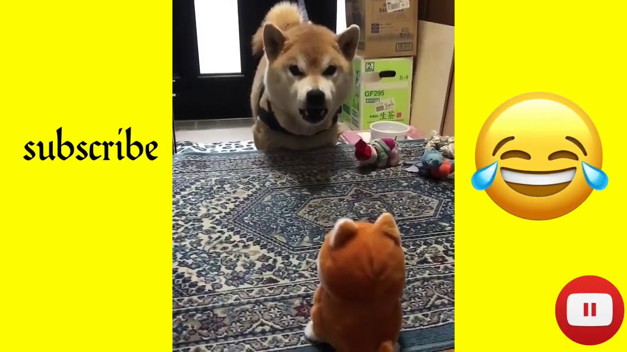 funniest dogs 🐶awesome life videos 😂try not to laugh - animal vines ...
