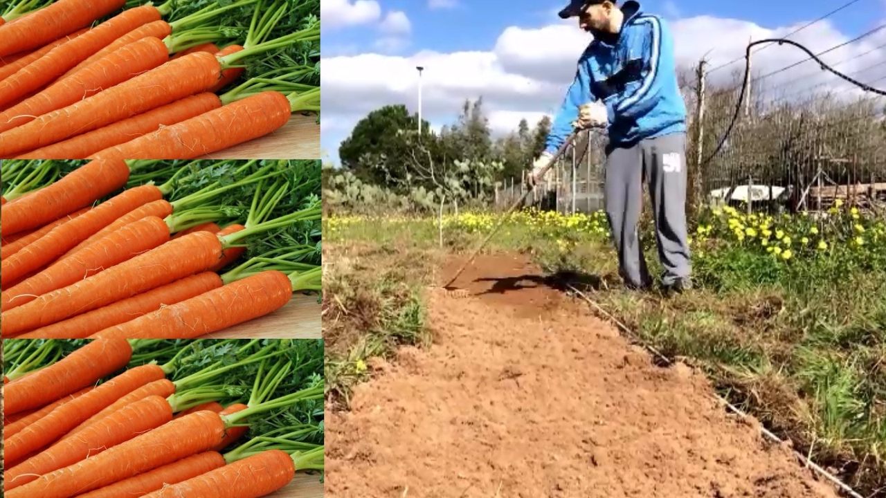 Coltivare le Carote, preparazione terreno, fertilizzazione e semina ...