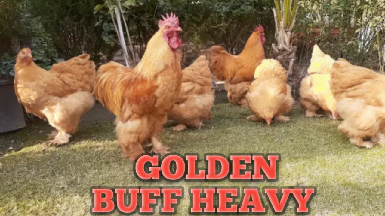 Golden buff heavy cochin - YouTube