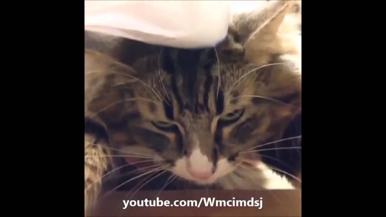 Funny cat vines with cats 15 minutes! compilation 2014 - YouTube