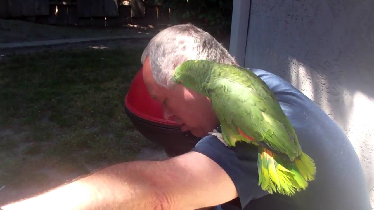 Parrot coughing & sneezing.mp4 - YouTube
