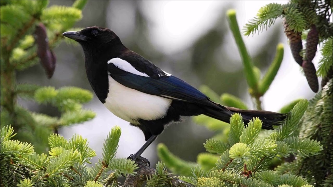 Magpie Warning Call 2 | Free Sound Effects | Animal Sounds - YouTube