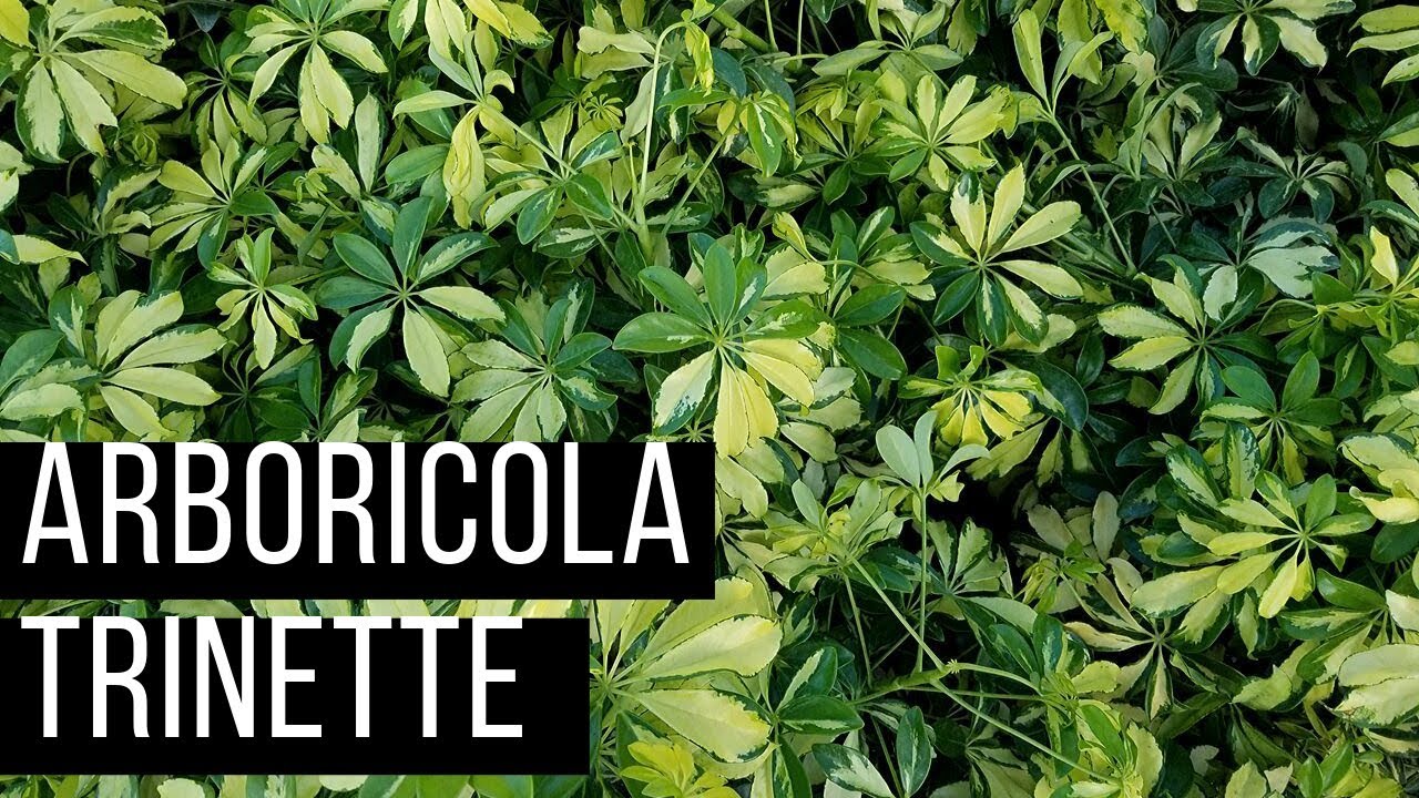 Arboricola Trinette - YouTube