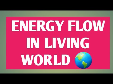 ENERGY FLOW IN LIVING WORLD 🌎 ll A SHORT NOTE ON ENERGY FLOW IN LIVING ...