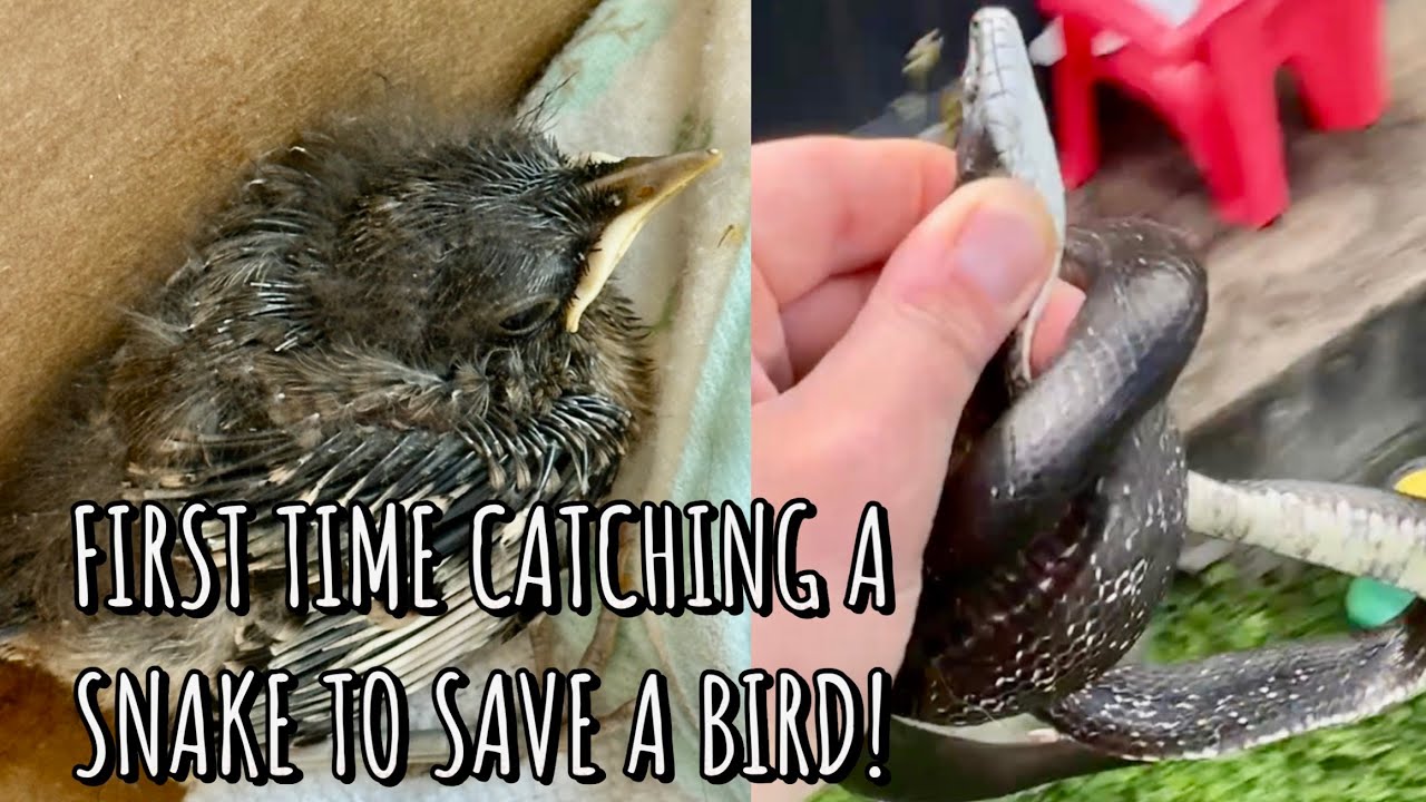 Rescuing a Baby Bird and Catching a HUGE SNAKE by Hand For The First ...