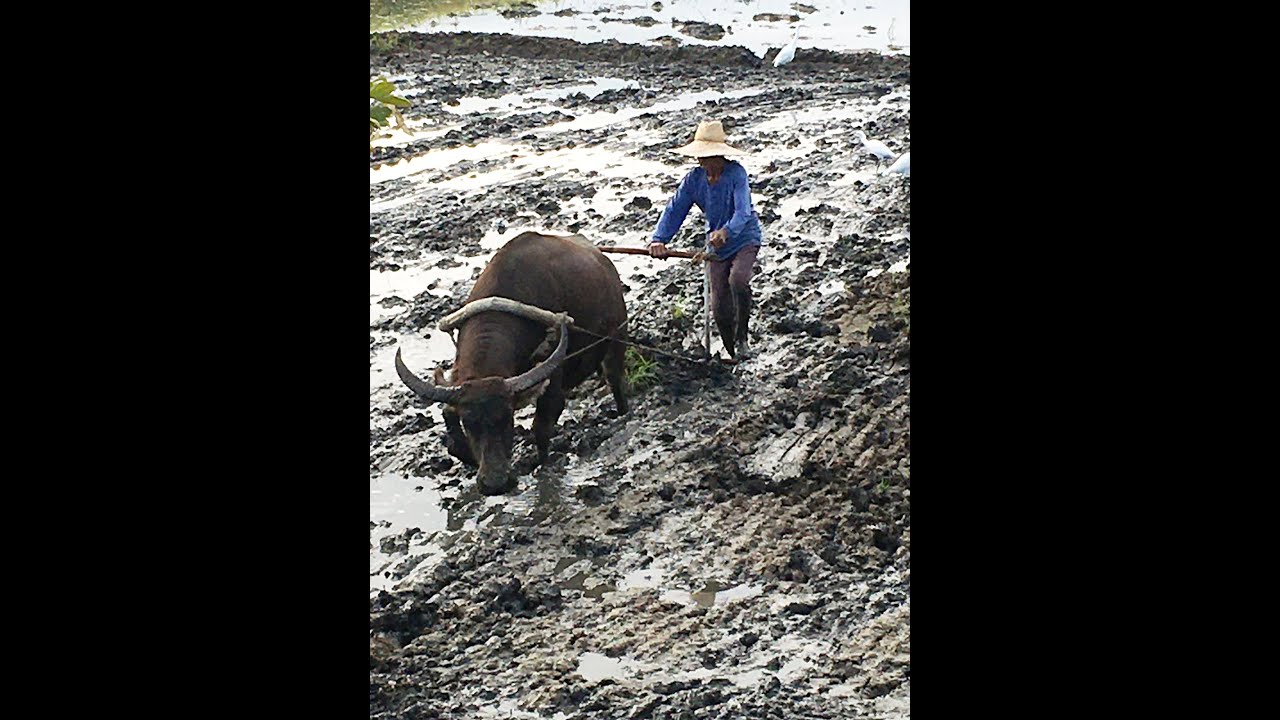 ARARO / PLOW #shorts - YouTube